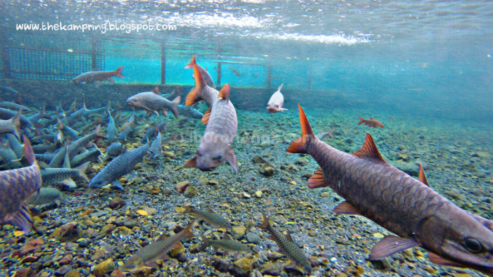 Fakta Unik Ikan Dewa - Fishing Gear Solution