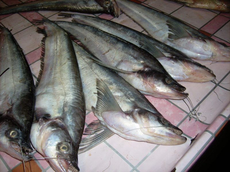 Manfaat dan Khasiat Ikan Lais Timah - Fishing Gear Solution