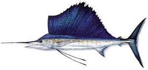 Manfaat dan Khasiat Ikan Marlin Kapak - Fishing Gear Solution