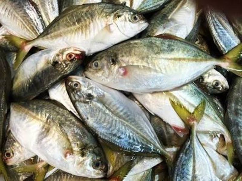 Manfaat dan Khasiat Ikan Selar Bentong - Fishing Gear Solution