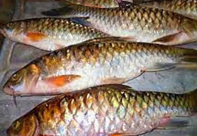 Manfaat dan Khasiat Ikan Semah - Fishing Gear Solution