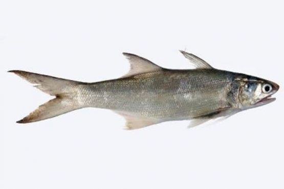 Manfaat dan Khasiat Ikan Senangin - Fishing Gear Solution