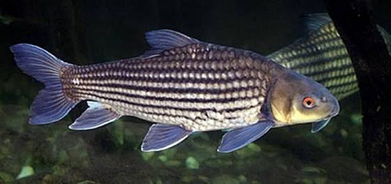 Manfaat dan Khasiat Ikan Temoleh - Fishing Gear Solution