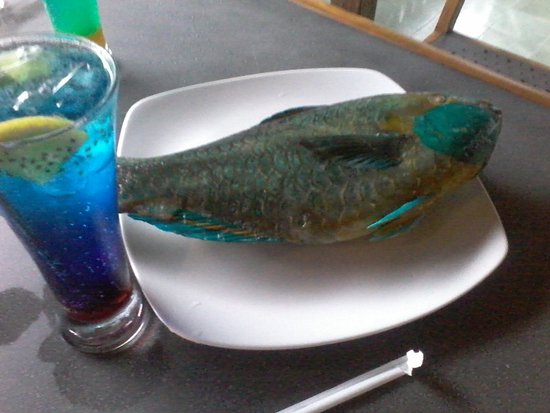 Manfaat dan Khasiat Ikan Kakatua - Fishing Gear Solution