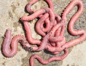 Umpan Pumpun Atau Cacing Laut Untuk mancing ikan Sembilang - Fishing ...