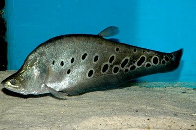 Mengenal Ikan Belida Jawa - Fishing Gear Solution